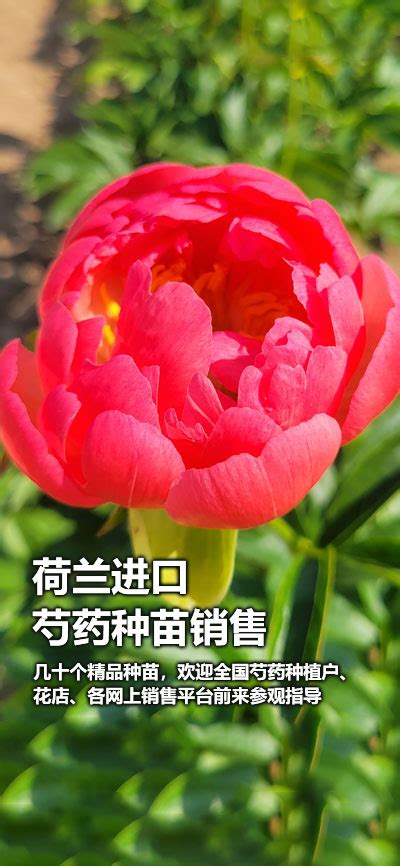 菏泽芳华园艺花卉有限公司 芍药苗 早期芍药 中期芍药 晚期芍药