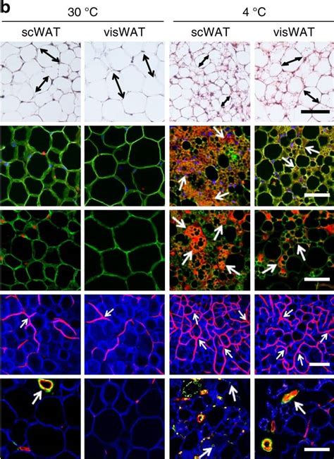 Humanmouserat Cd31pecam 1 Antibody Af3628 By Randd Systems Part Of