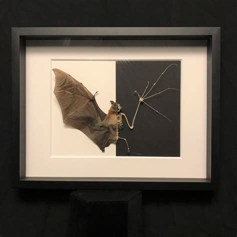 Leshenaults Rousette Bat Spread And Mounted In A Black Wooden Frame