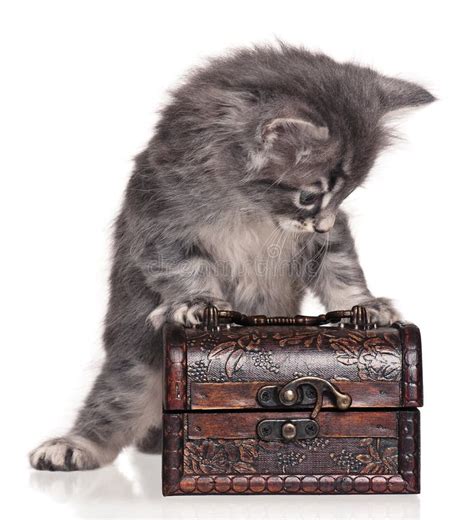 Cute Kitten Stock Image Image Of Interested Cute Intriguing 28987389