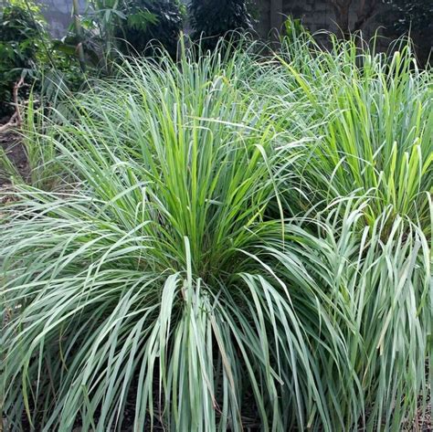 Lemongrass Cymbopogon Flexuosus 25 Seeds Etsy