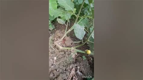 তিতা ভৃকুৰি পুলি ৰুলো Youtube