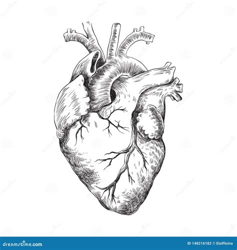 Illustrazione In Bianco E Nero Del Cuore Anatomico Illustrazione