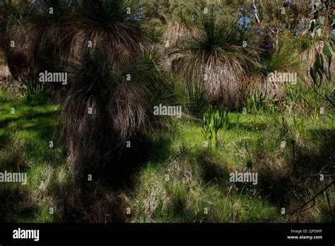 Native Grass Trees Or Xanthorrhoea Australis Seen At The John Forrest