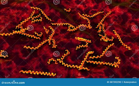 Treponema Pallidum The Pathogen Of Syphilis Bacterias External Anatomy