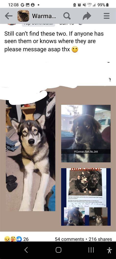 Please Help Find These Two They Arent Wild And Didnt Just Disappear