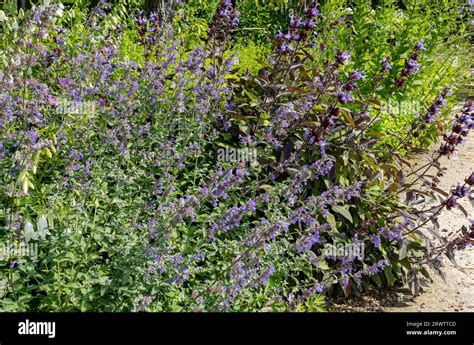 Purple Sage Salvia Officinalis Purpurea And Nepeta Catnip Flowers Flower Flowering Growing In Purple Sage Salvia Officinalis Purpurea And Nepeta Catnip Flowers Flower Flowering Growing In