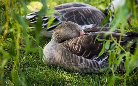 How To Tell If Your Goose Is Sick Learnpoultry