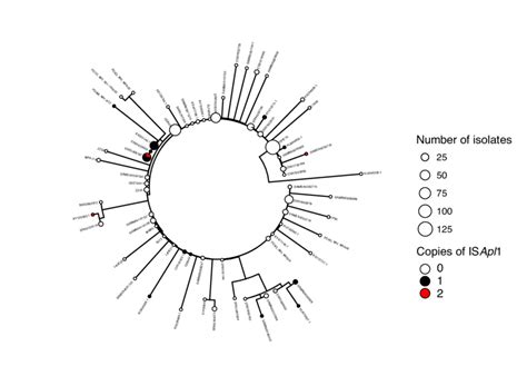 Phylogeny Of The Mcr 1 Composite Transposon Indicates A Dominant