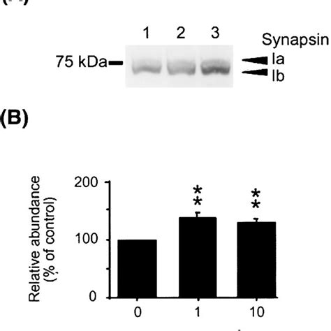 Expression Of Synapsin I In Cortical Neurons Cells Were Incubated With