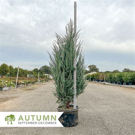 Moonglow Juniper Juniperus Scopulorum Moonglow Shepherdssupply