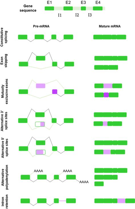 Figure 1 From What S In A Gene The Outstanding Diversity Of Mapt