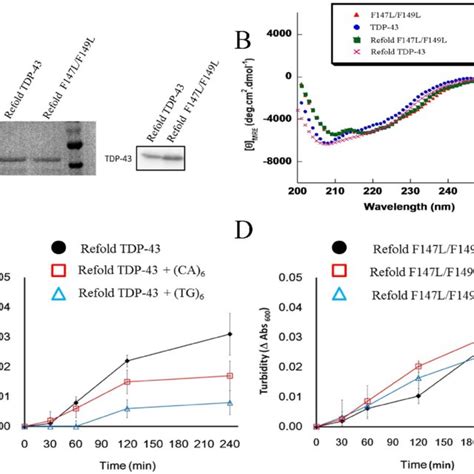 Characterization Of The Refolded Tdp 43 Protein A The Refolded