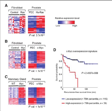 C Myc And Ha Ras Speci Fi C Oncogene Signatures In Prostate Tumors