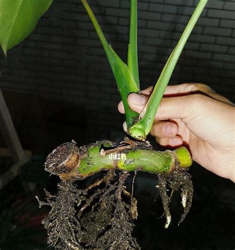 龟背竹扦插技巧剖析（掌握这些窍门，让你的龟背竹生根发芽）花植网