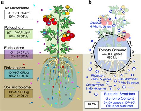 The Plant Microbiome Expands The Genetic Potential Of Plants A Plant