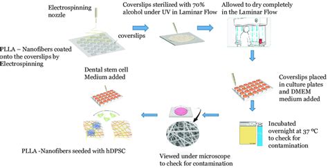 Schematic Diagram Representing The Electrospinning And Cell Seeding