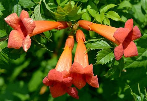 فروش پیچ اناری