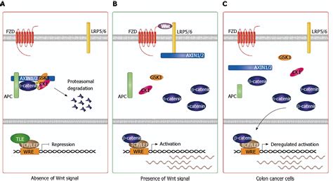 Figure from Regulation of MYC gene expression by aberrant Wnt β catenin signaling in