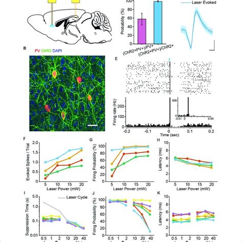 The Firing Phase Coupling Of Pfc Pv Interneurons To Lfp Hfos During