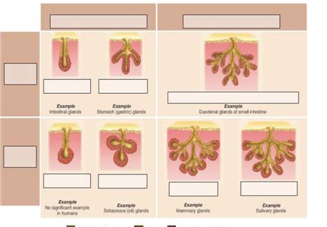 Exocrine Glands Labeling Diagram Quizlet