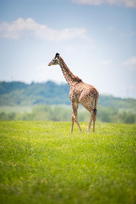 Giraffe The Wilds