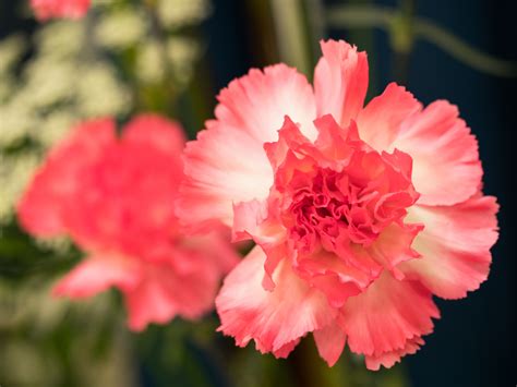 20 Flores Para Plantar Em Abril Vamos Comer Melhor