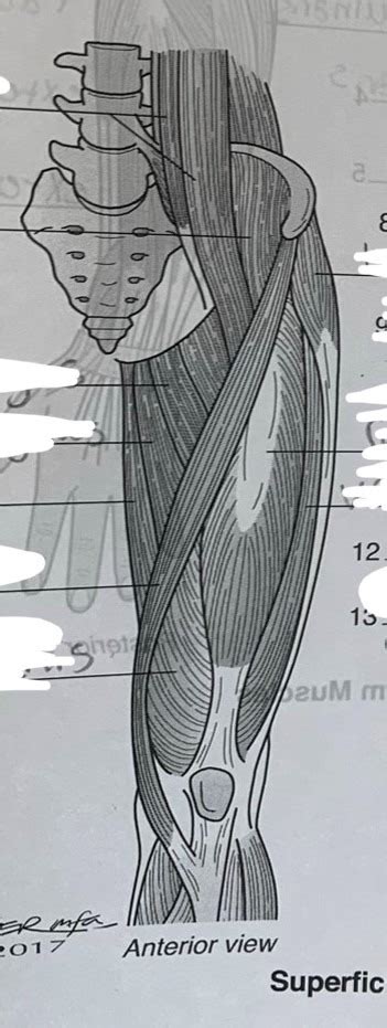 Anterior Thigh Muscles Diagram Quizlet