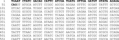 Partial DNA Sequence Of A Plasmid The Sequence In Bold Is Part Of The Download Scientific