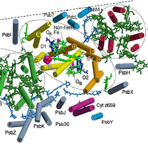 Structural Subunits Of Psii Core Complex Download Table