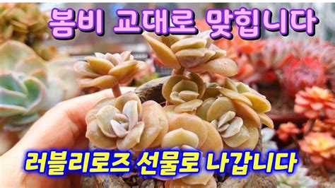 봄비 교대로 맞힙니다 러블리로즈 잎꽂이 나눔합니다봄비다육관리러블리로즈 Youtube