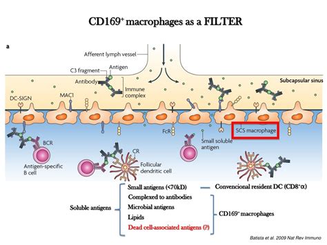 Ppt Role Of Cd169 Macrophages In Lymph Node Antigen Presentation