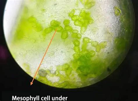 Different Types Of Laboratory Flasks And Their Uses Ucallmlabs