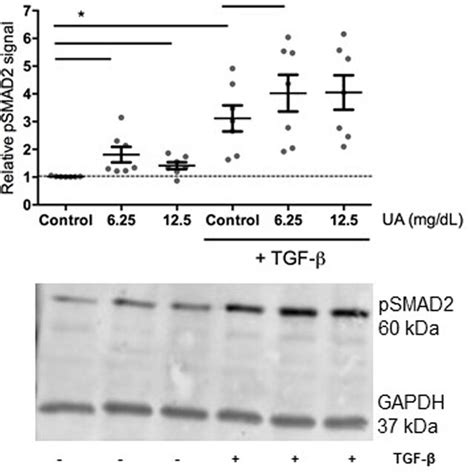 Serum Tgf β Lap Lif And Vegf A Levels Are Elevated In Individuals With