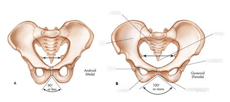 Pelvis Labeling Diagram Quizlet