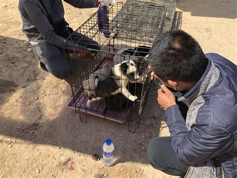老人狗市50元一隻出售成年土狗幼犬，為何商販只按「2毛」收購？ 每日頭條