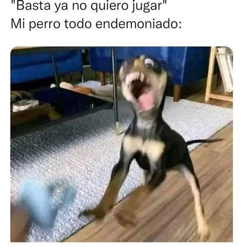 Basta Ya No Quiero Jugar Mi Perro Todo Endemoniado Memes