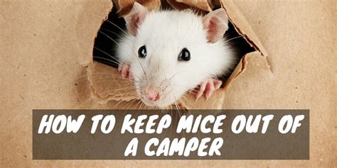 How To Keep Mice Out Of A Camper RV Troop