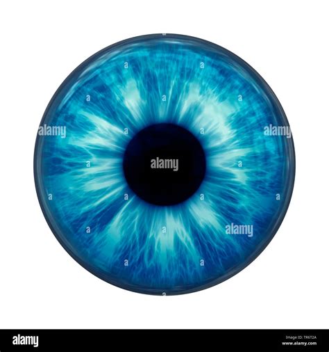 People Human Beings Humans Homo Sapiens Sapiens Blue Eye Ball With