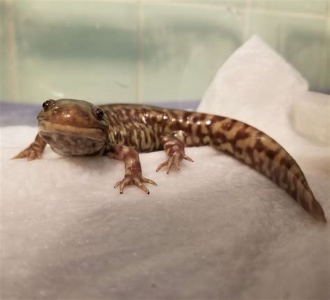 One Of My Morphed Axolotls Wixel Flint Rreptiles