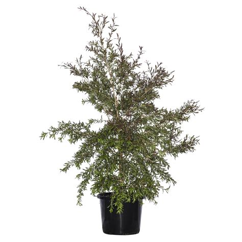 270mm Leptospermum Starry Night Leptospermum Obovatum Bunnings