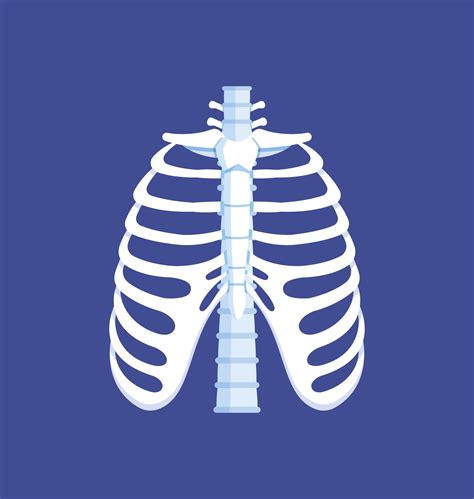 Bones Of The Thorax Front View Human Anatomy Ribs Spine Vector Illustration Of Isolated On