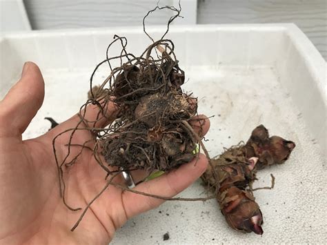 3 Pack Live Canna Lily Bulbs Large Green Tropical Plant W Etsy
