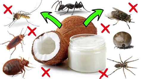 How To Get Rid Of Pests With Coconut Oil