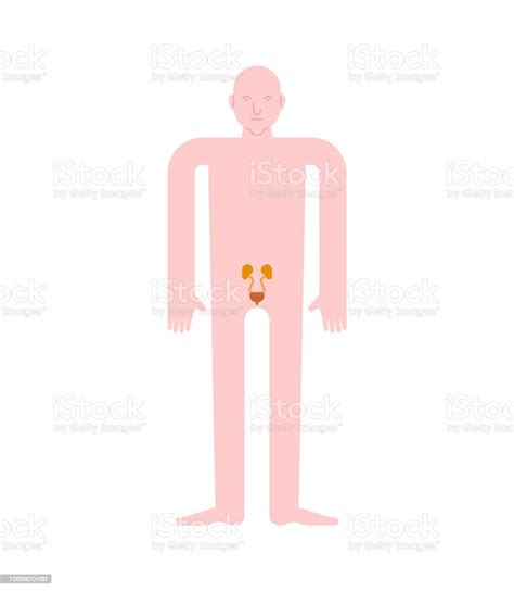 신장과 방광 인간 해부학입니다 위장 내부 기관입니다 인간의 신체와 장기의 시스템입니다 의료 시스템입니다 벡터 일러스트 레이 션