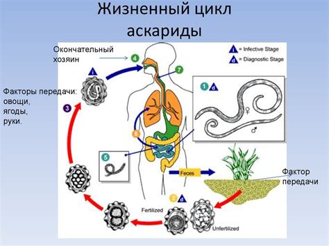 Общая характеристика и классификация гельминтов презентация онлайн
