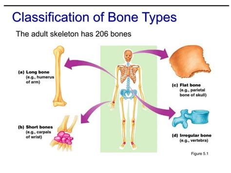 The Skeletal System The Functions Of Bone Classification And Structures Of Bones Axial