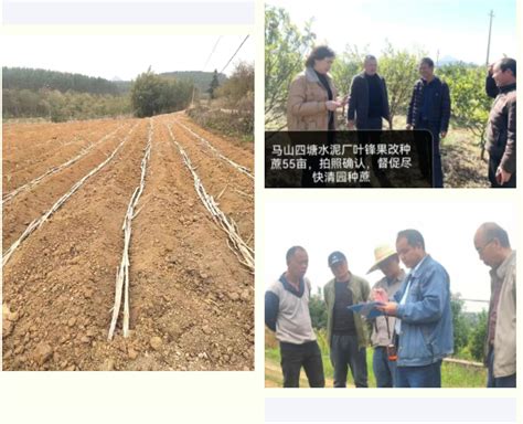 广西凤糖集团：凤山糖厂超额完成2023年甘蔗改扩种任务 食糖生产 国内新闻 新闻资讯 【泛糖科技】