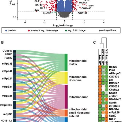Differentially Regulated Proteins In Aβ42 Expressing Flies A Volcano Download Scientific