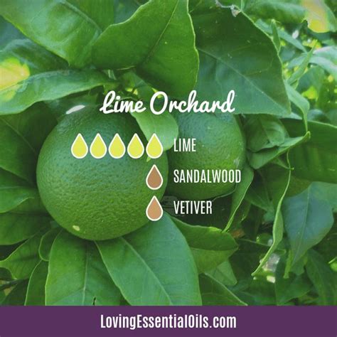 Lime Diffuser Blends 10 Energizing Essential Oil Recipes Recipe